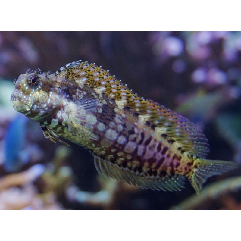 SALARIA FASCIATUS M-L